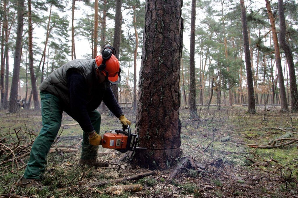 Empresa maderera | Grupo Pazos | Empresas de madera